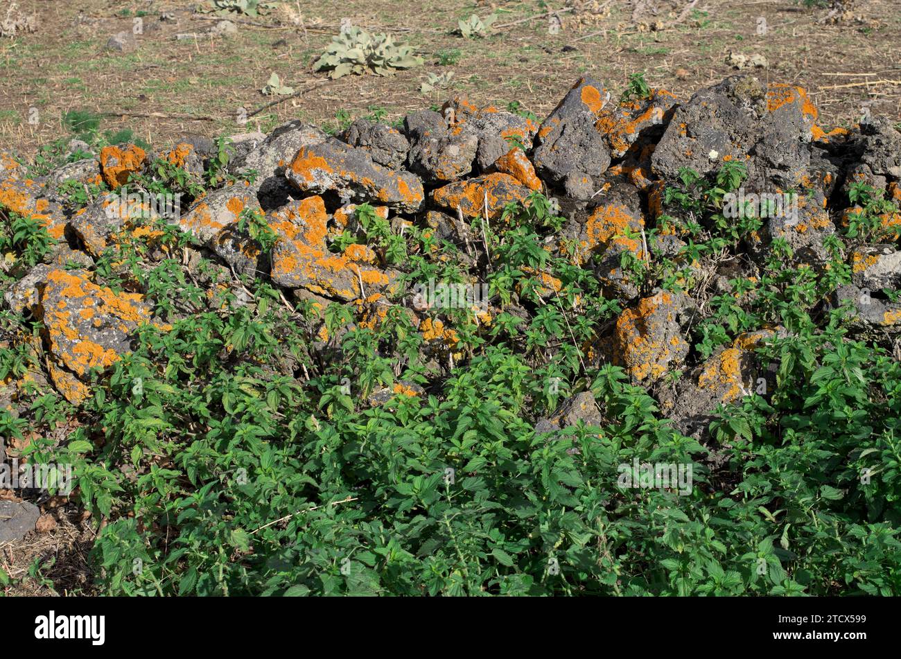 green leaves of stinging nettle and red lichens on ruins of a dry stone ...