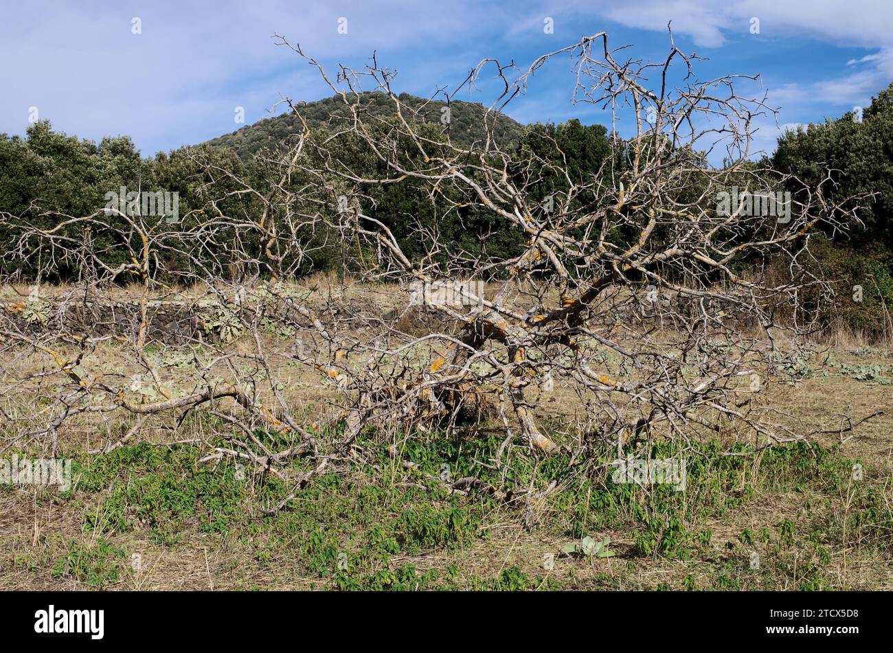 twisted branches of fallen dead tree in Etna Park, Sicily, Italy Stock ...