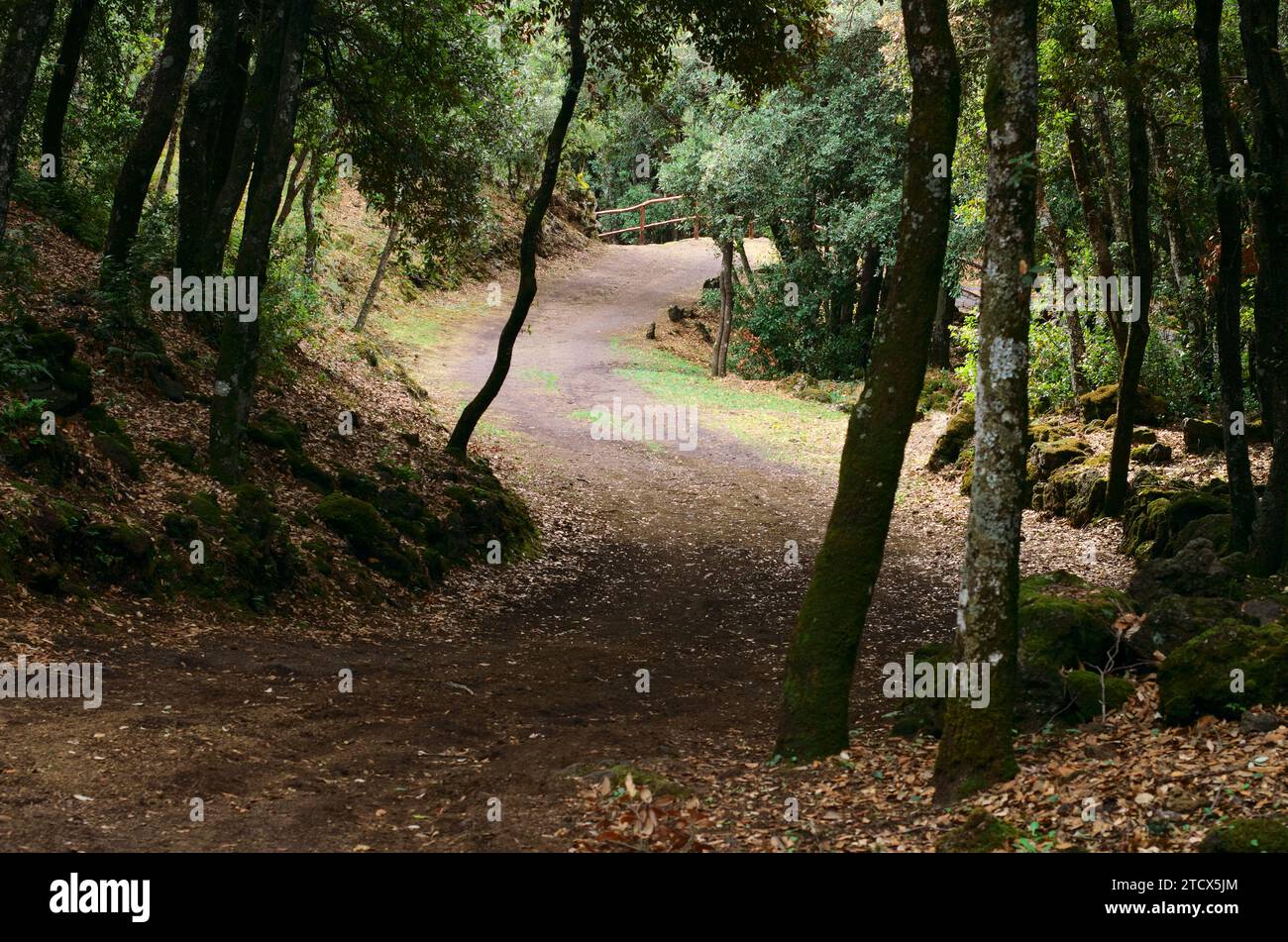 winding path through woods in Etna Park, Sicily, Italy Stock Photo - Alamy