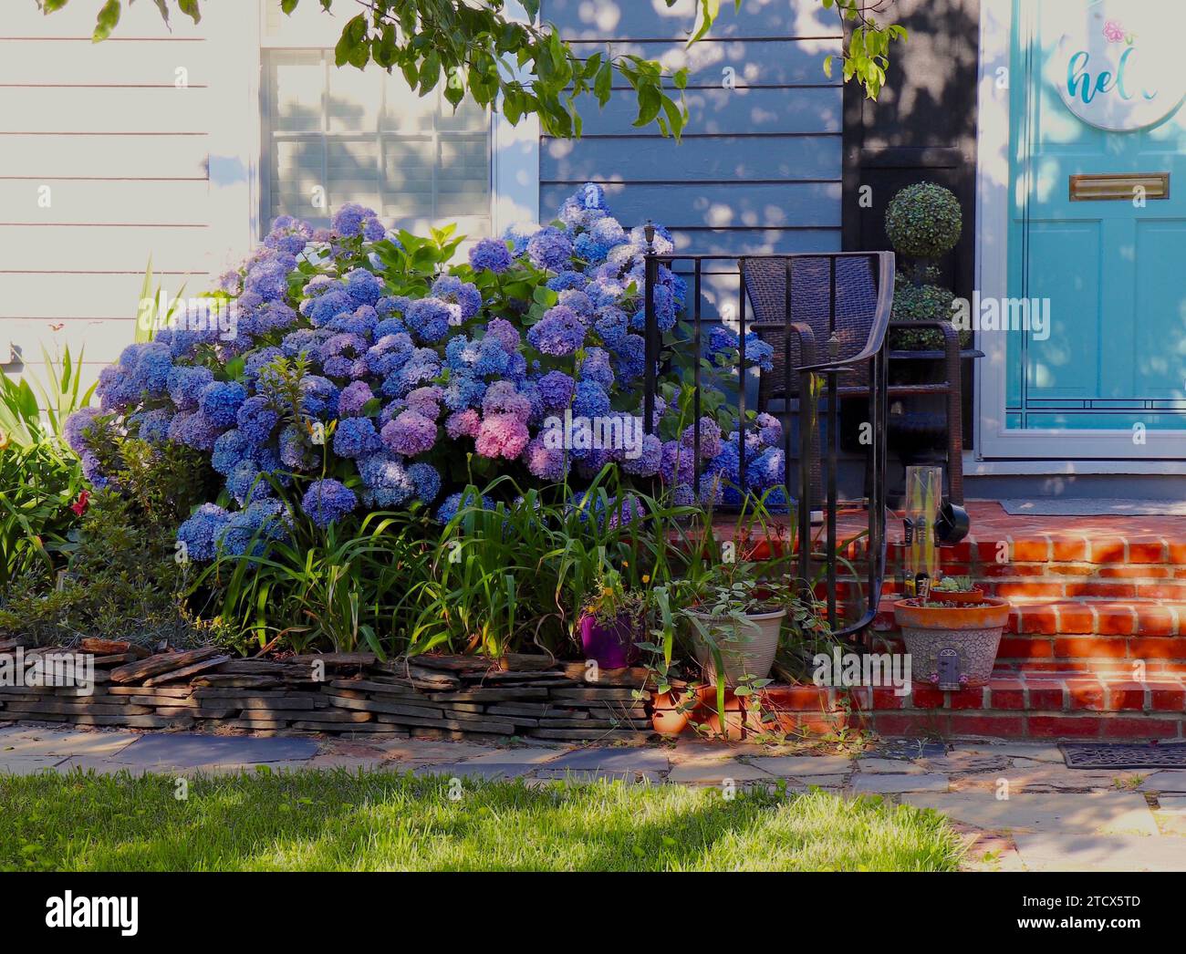 Stunning hydrangea colors hi-res stock photography and images - Alamy