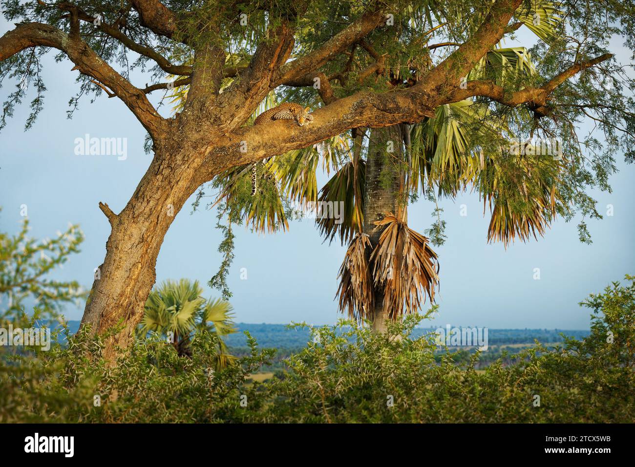 Africa tree canopy hi-res stock photography and images - Alamy