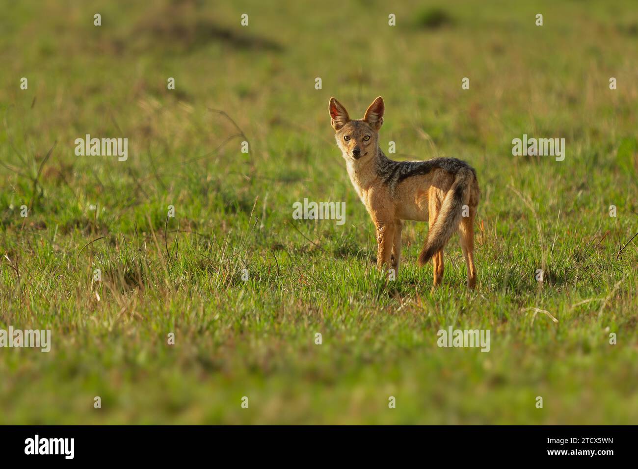 Black-backed Jackal - Canis mesomelas or saddle-backed, grey, silver ...