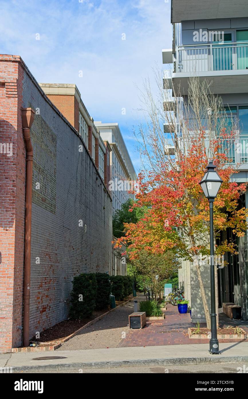 Autumn color in alleyway garden off upper king street in historic ...