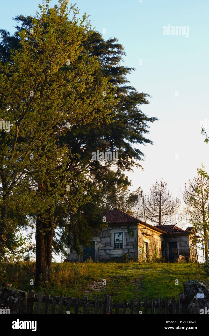 lonely house next to hudge tree Stock Photo - Alamy
