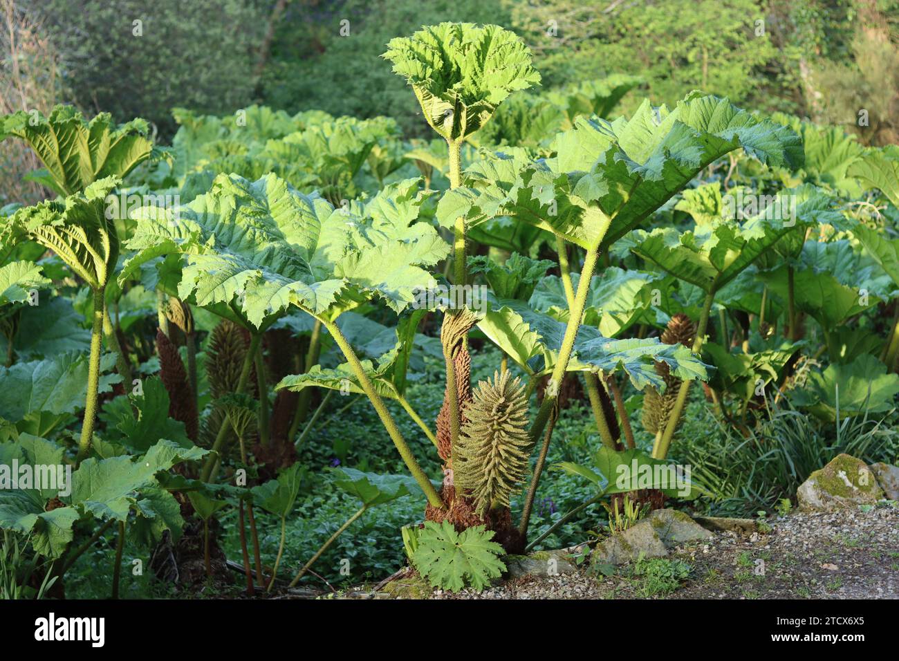 Huge gunnera leaves and flower spikes in bright sunshine Stock Photo ...