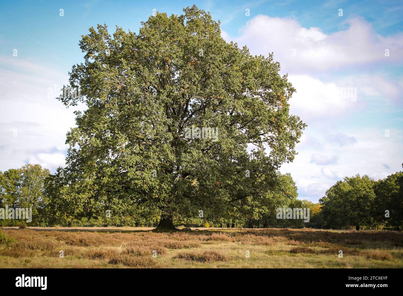 23.10.2023, Herbststimmung in der Lüneburger Heide, Eine Alte Eiche ...