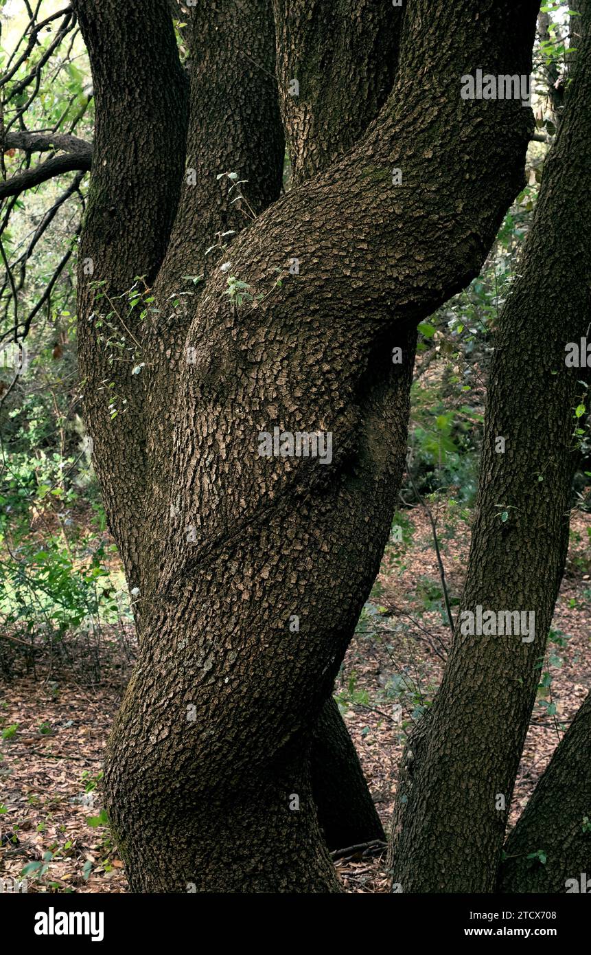 trunk oak tree in Etna Park, Sicily, Italy Stock Photo - Alamy