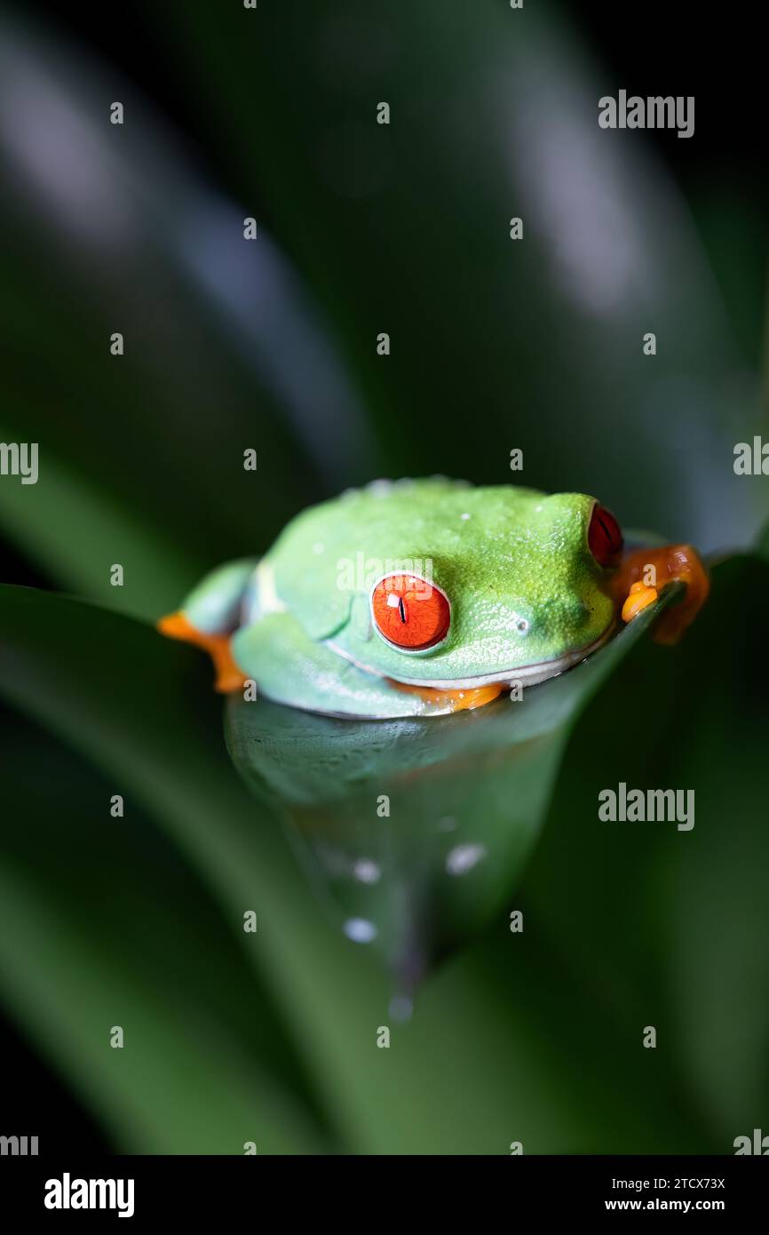 A red eyed tree frog sits amongst the green leaves of the rainforest ...