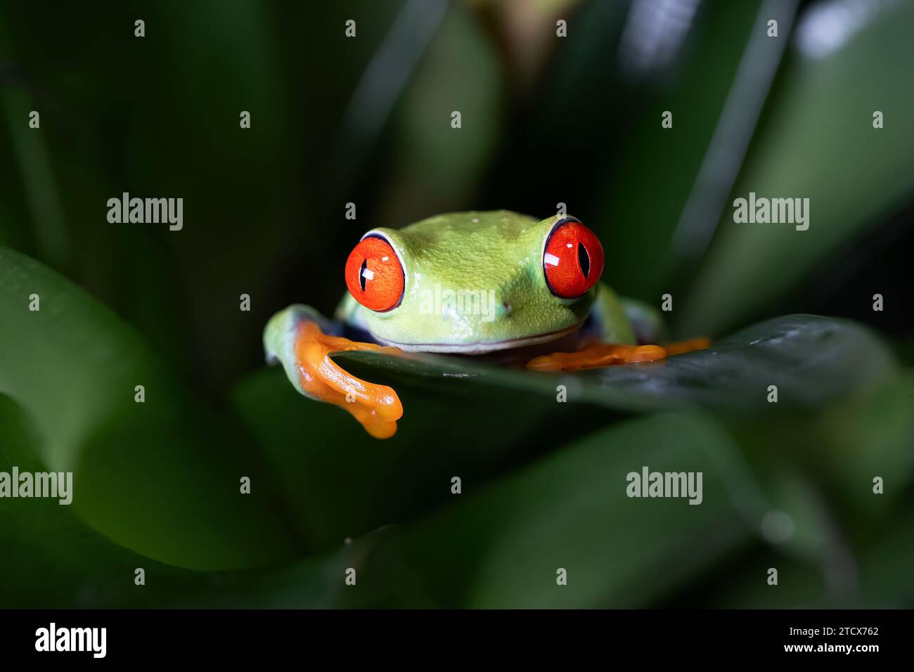 A red eyed tree frog sits amongst the green leaves of the rainforest ...