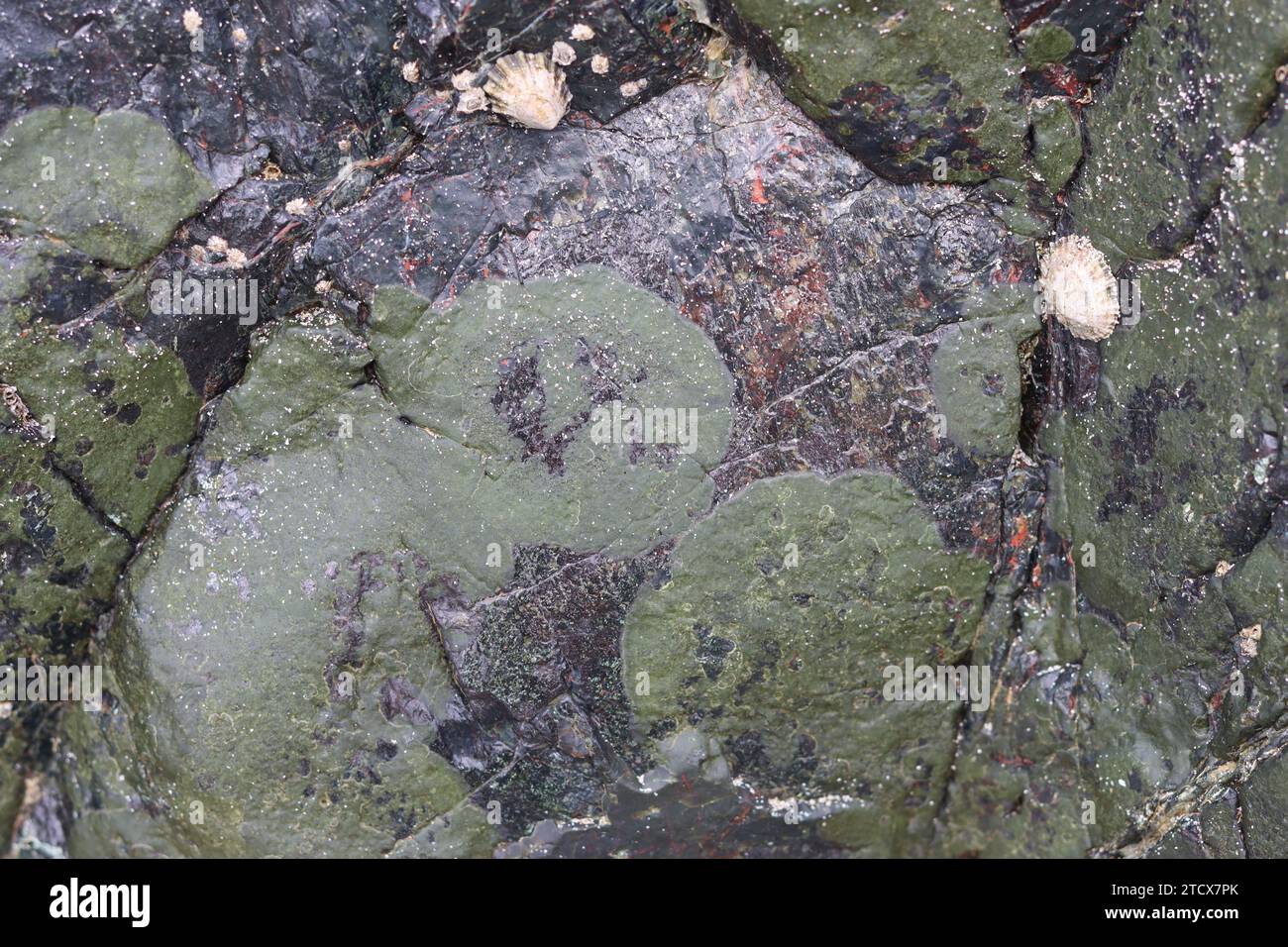 Red and green serpentine rock in Kynance Cove, Cornwall Stock Photo - Alamy