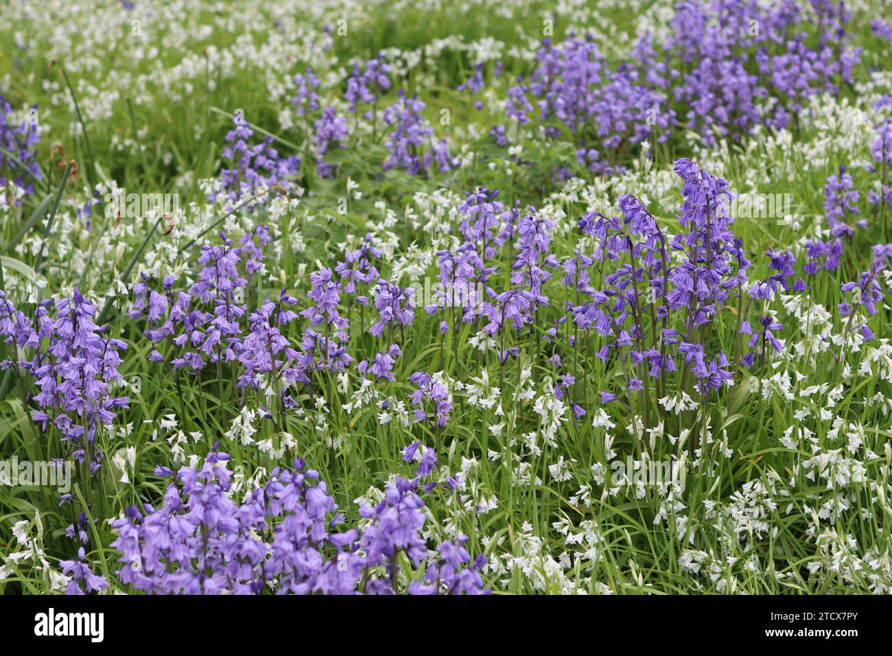 Masses of wild bluebells and whitebells in spring sunshine Stock Photo ...