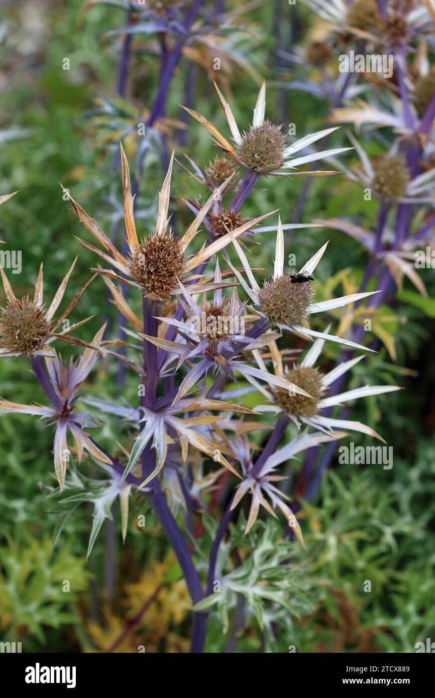 Fading purple ornamental sea holly, Eryngium of unknown species and ...