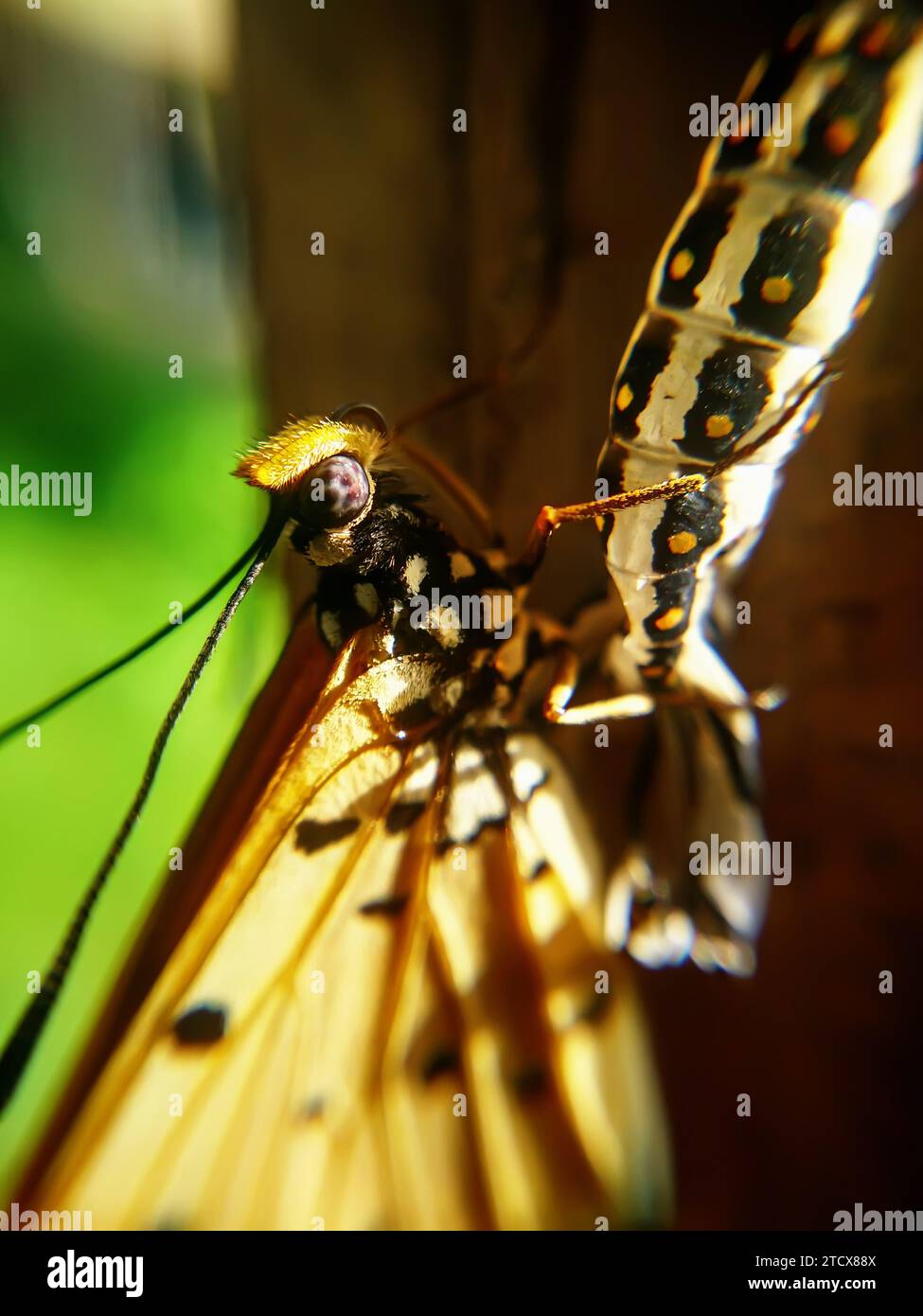 Monarch butterfly (danaus plexippus) emerging from the chrysalis on ...
