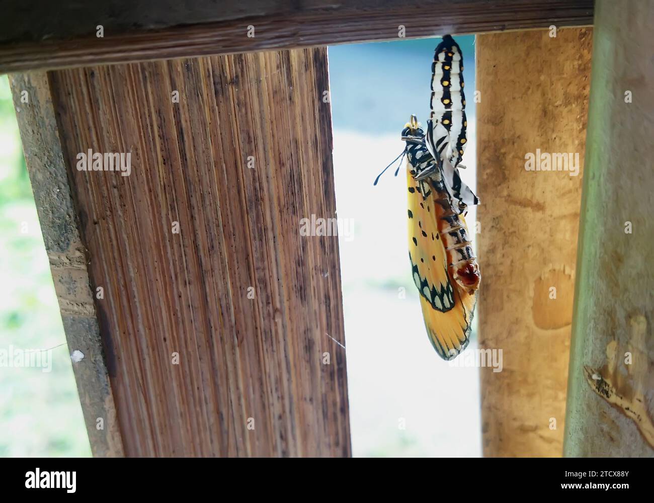 Monarch butterfly (danaus plexippus) emerging from the chrysalis on ...