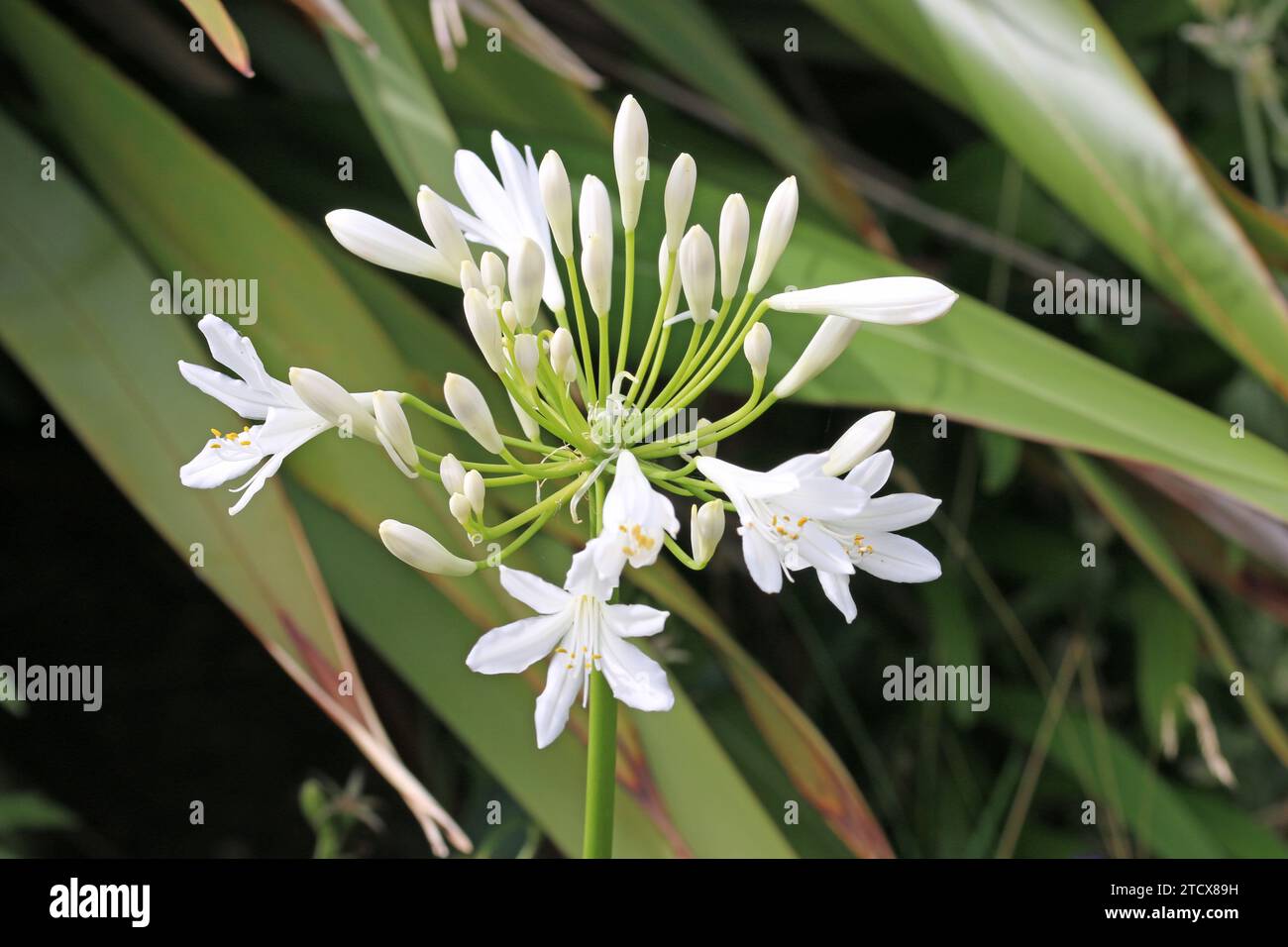 White African lily, Agapanthus unknown species and variety, flowers ...