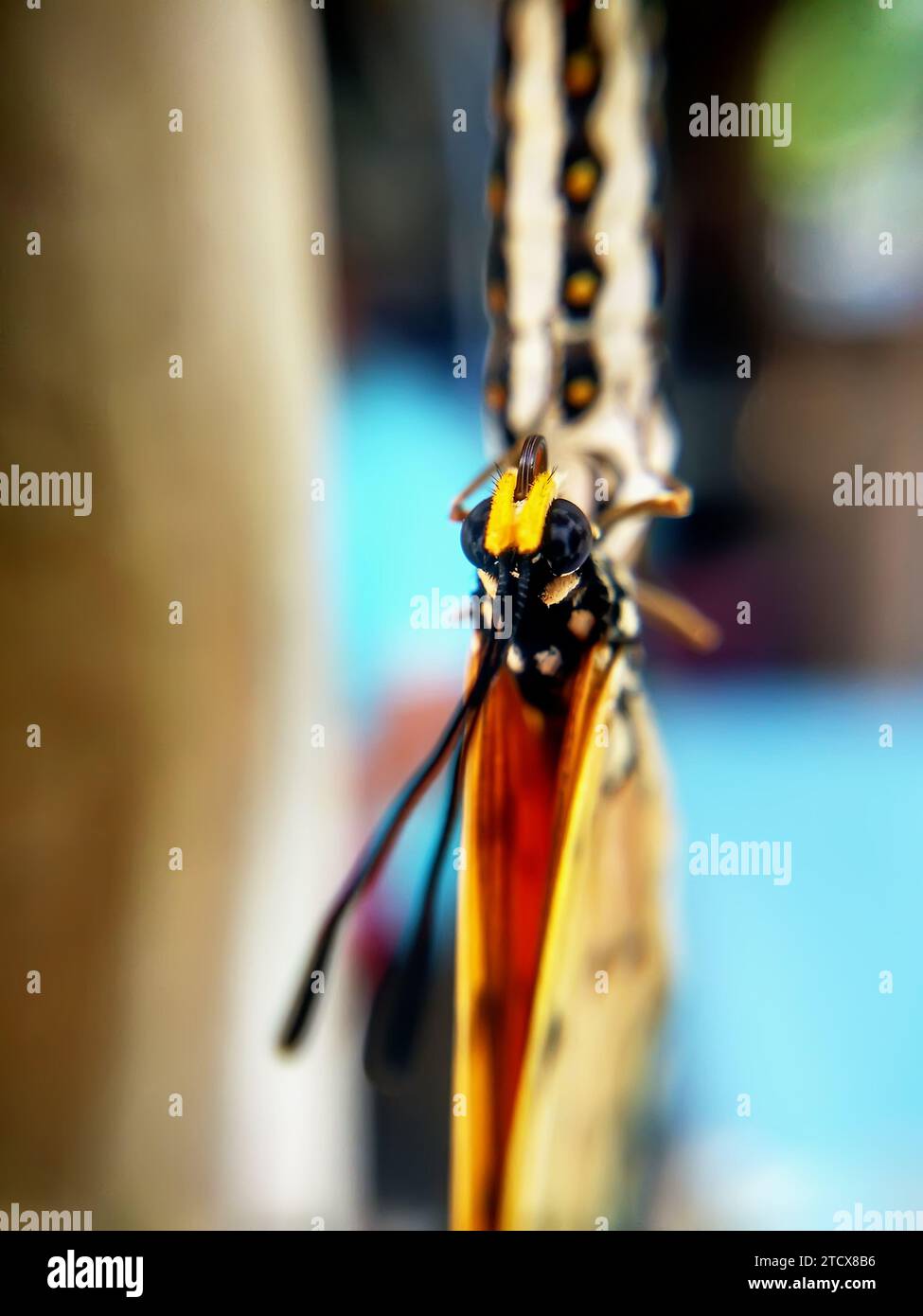 Monarch butterfly (danaus plexippus) emerging from the chrysalis on ...