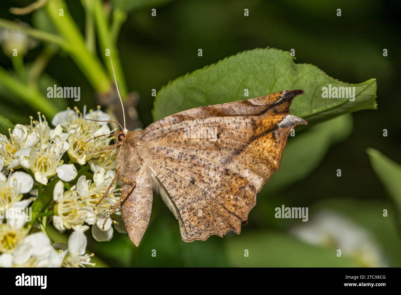 Curve-toothed Geometer - Eutrapela clemataria Stock Photo - Alamy