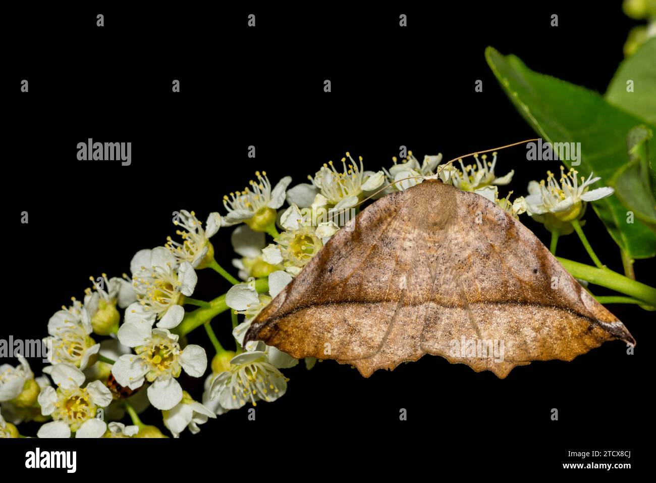 Curve-toothed Geometer - Eutrapela clemataria Stock Photo - Alamy