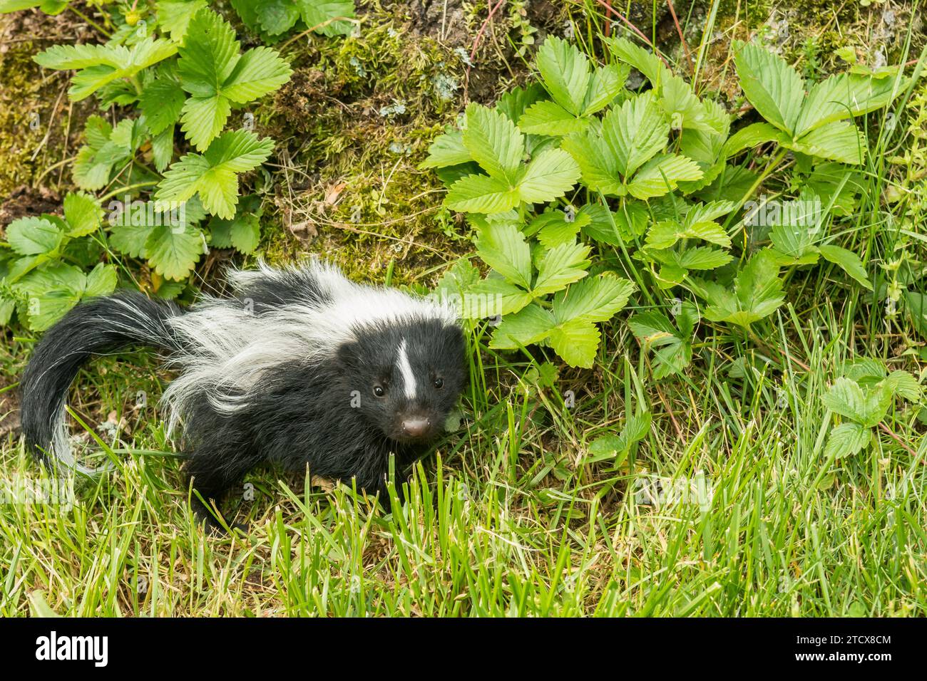 Striped Skunk Kit in the garden Stock Photo - Alamy