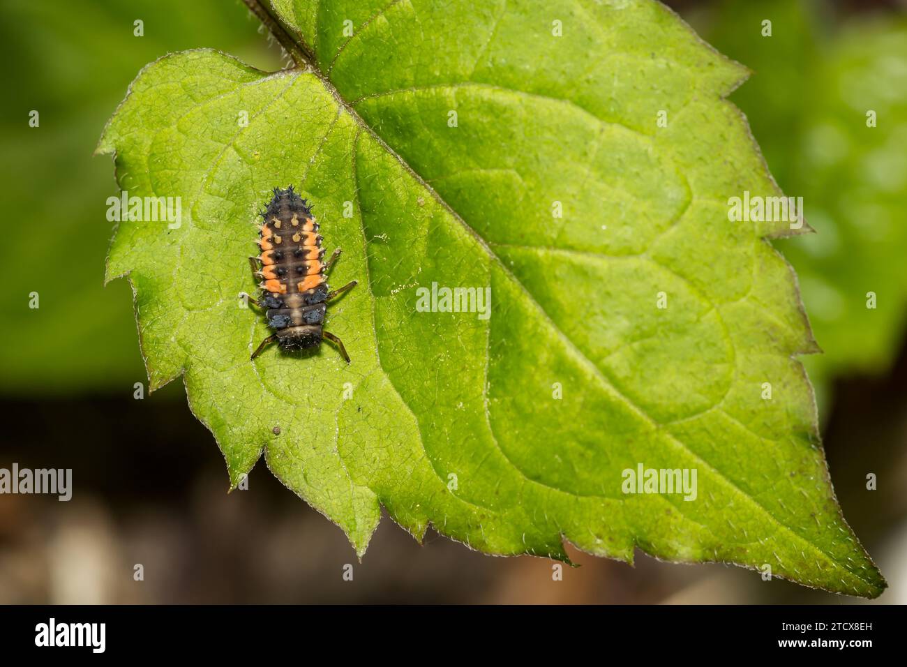 Multicolored asian lady beetle hi-res stock photography and images - Alamy