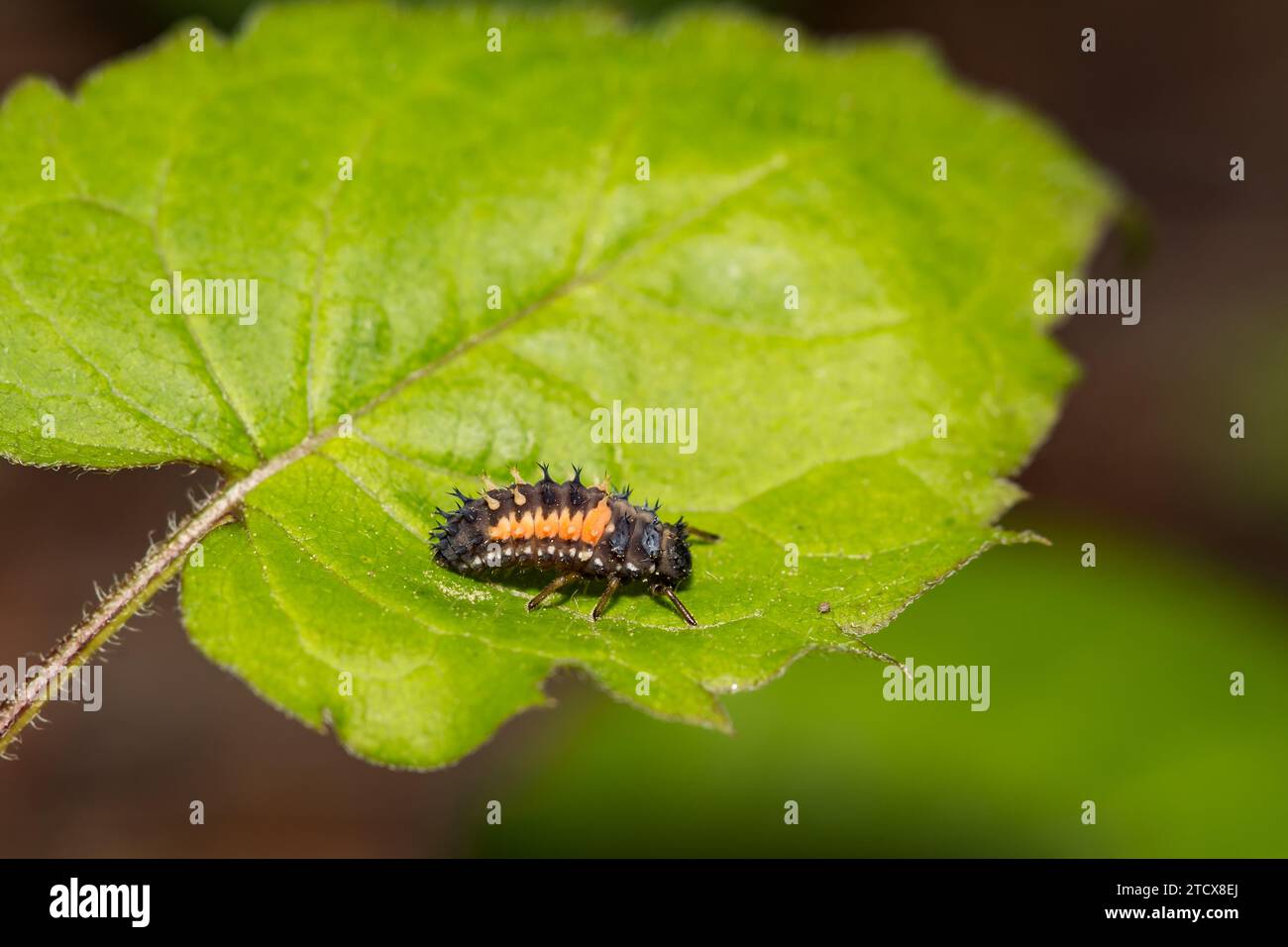 Multicolored asian lady beetle hi-res stock photography and images - Alamy