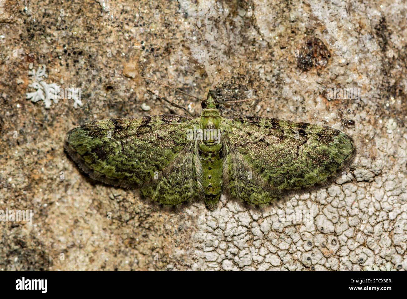 Green Pug - Pasiphila rectangulata Stock Photo - Alamy