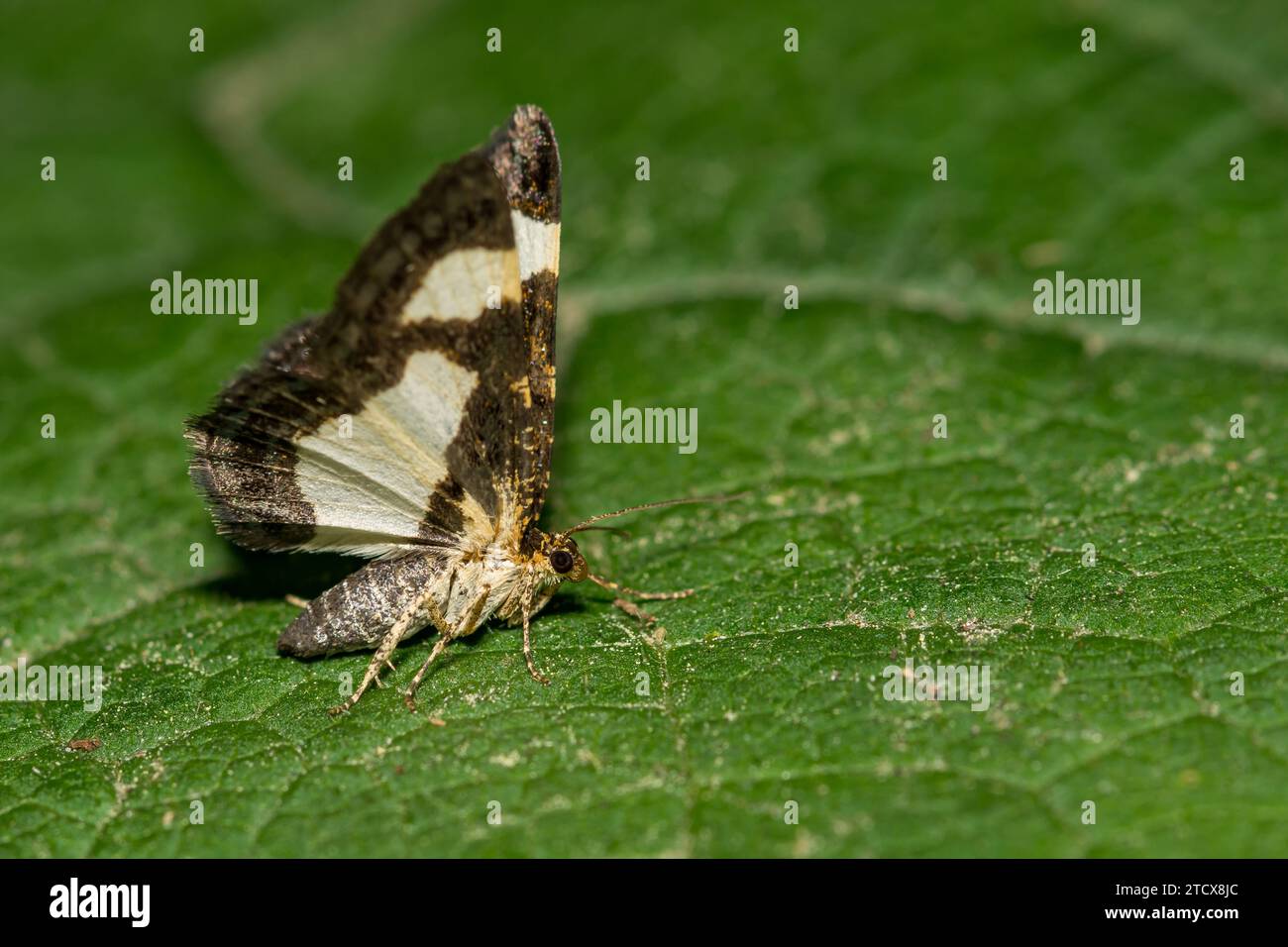 Common brown moth hi-res stock photography and images - Alamy