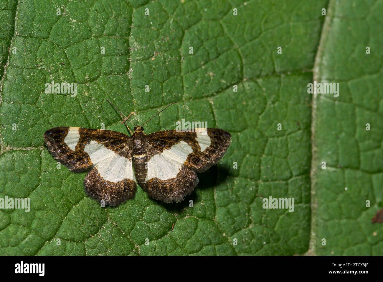 Common brown moth hi-res stock photography and images - Alamy