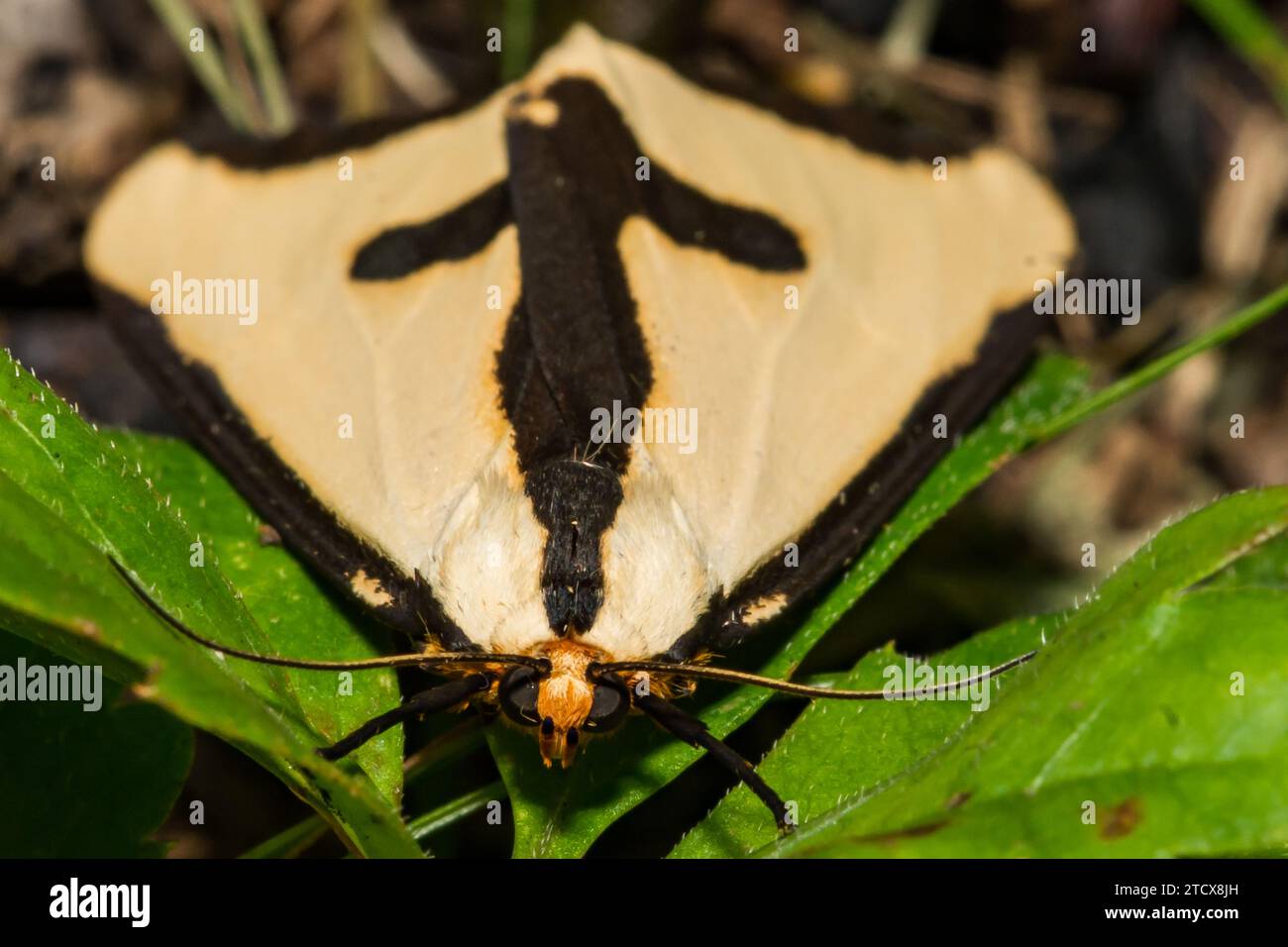 Clymene Moth - Haploa clymene Stock Photo - Alamy