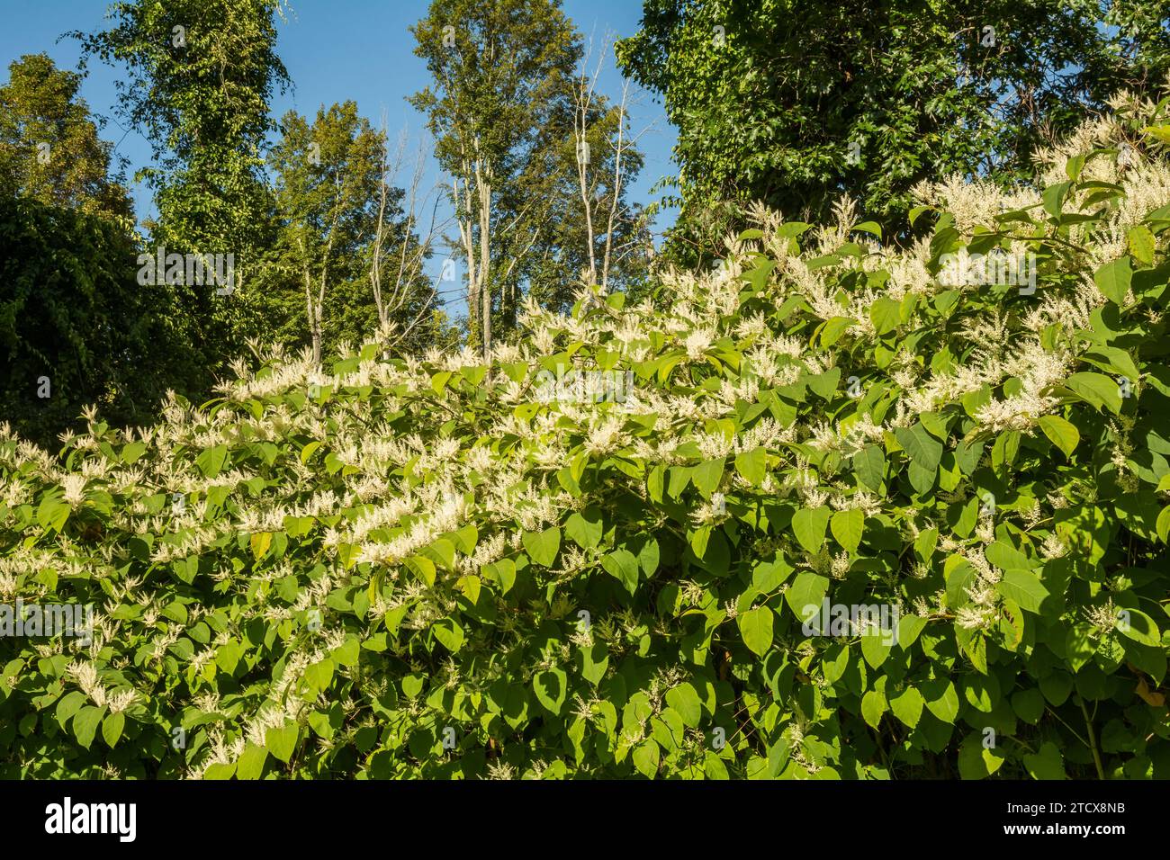 Invasive Japanese Knotweed - Reynoutria japonica Stock Photo - Alamy