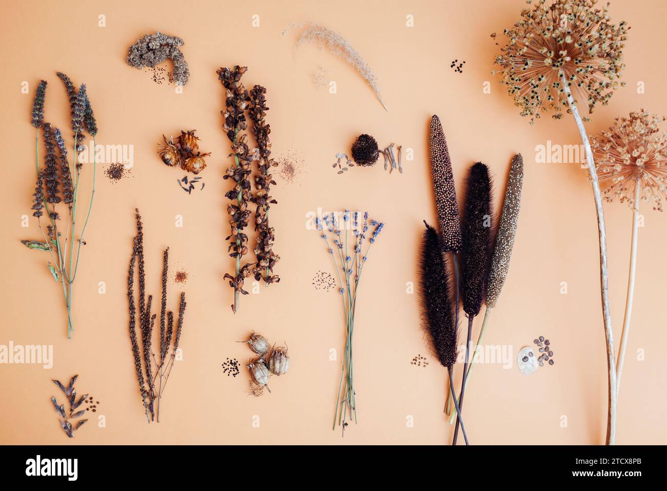 Assortment of ripe flower seeds. Collecting dry seedpods of foxglove ...