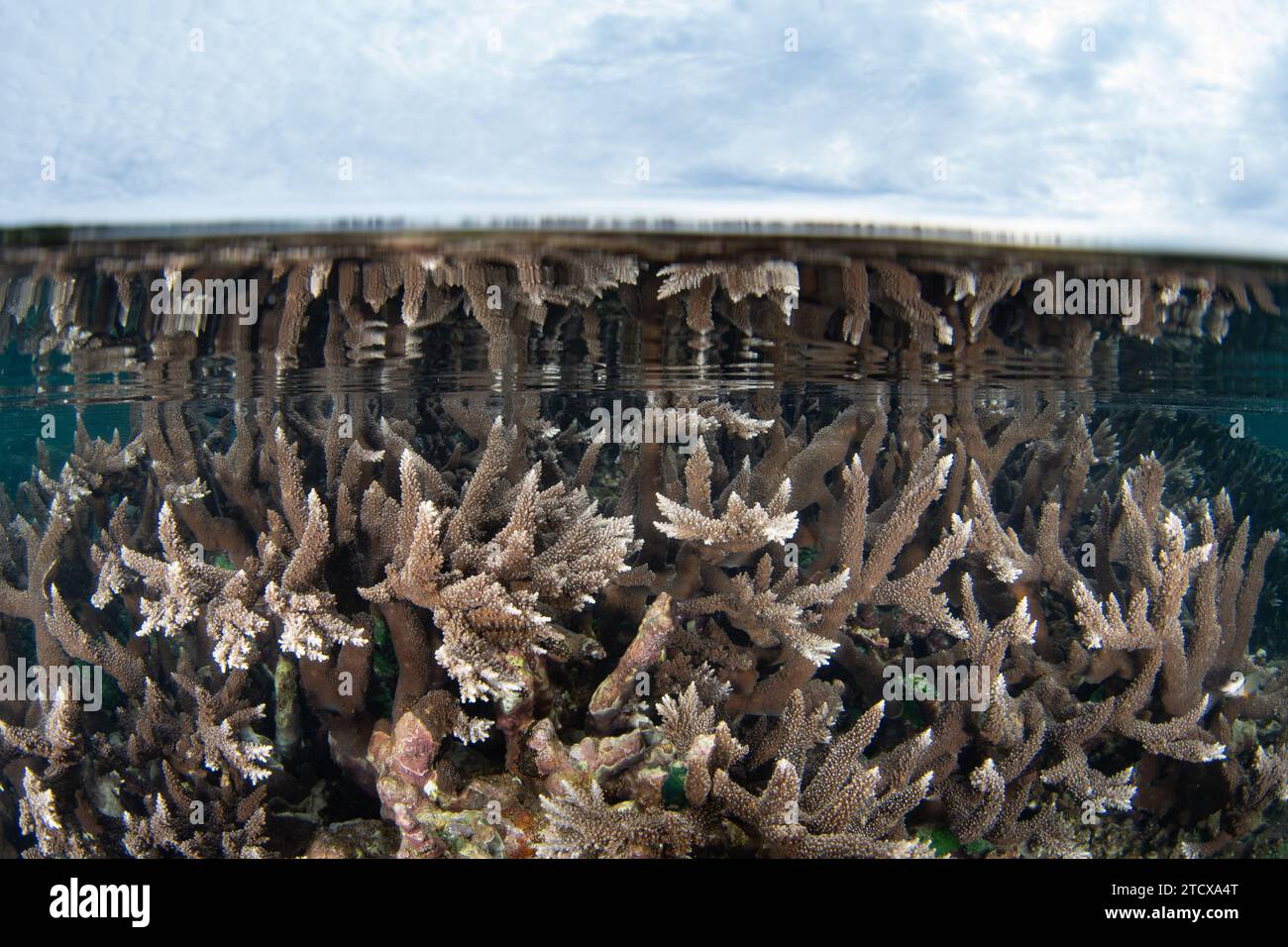 Reef surrounding an island hi-res stock photography and images - Alamy