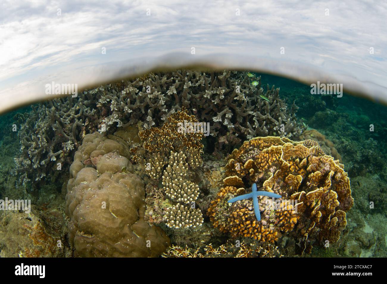 Reef-building corals grow just under the surface of the ocean ...