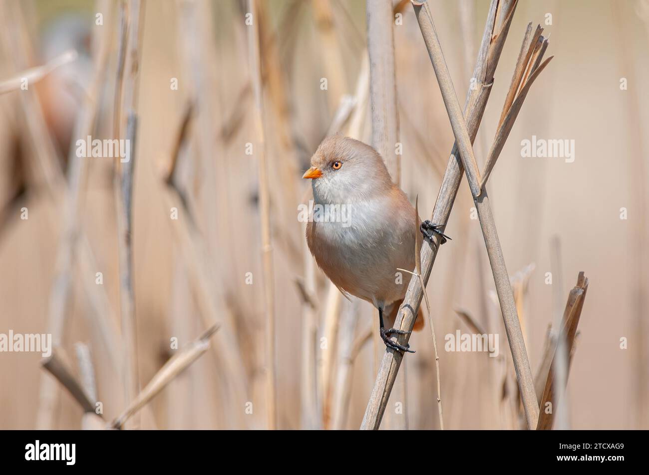 Female Bearded Reedling (Panurus biarmicus) in reeds, morning light ...