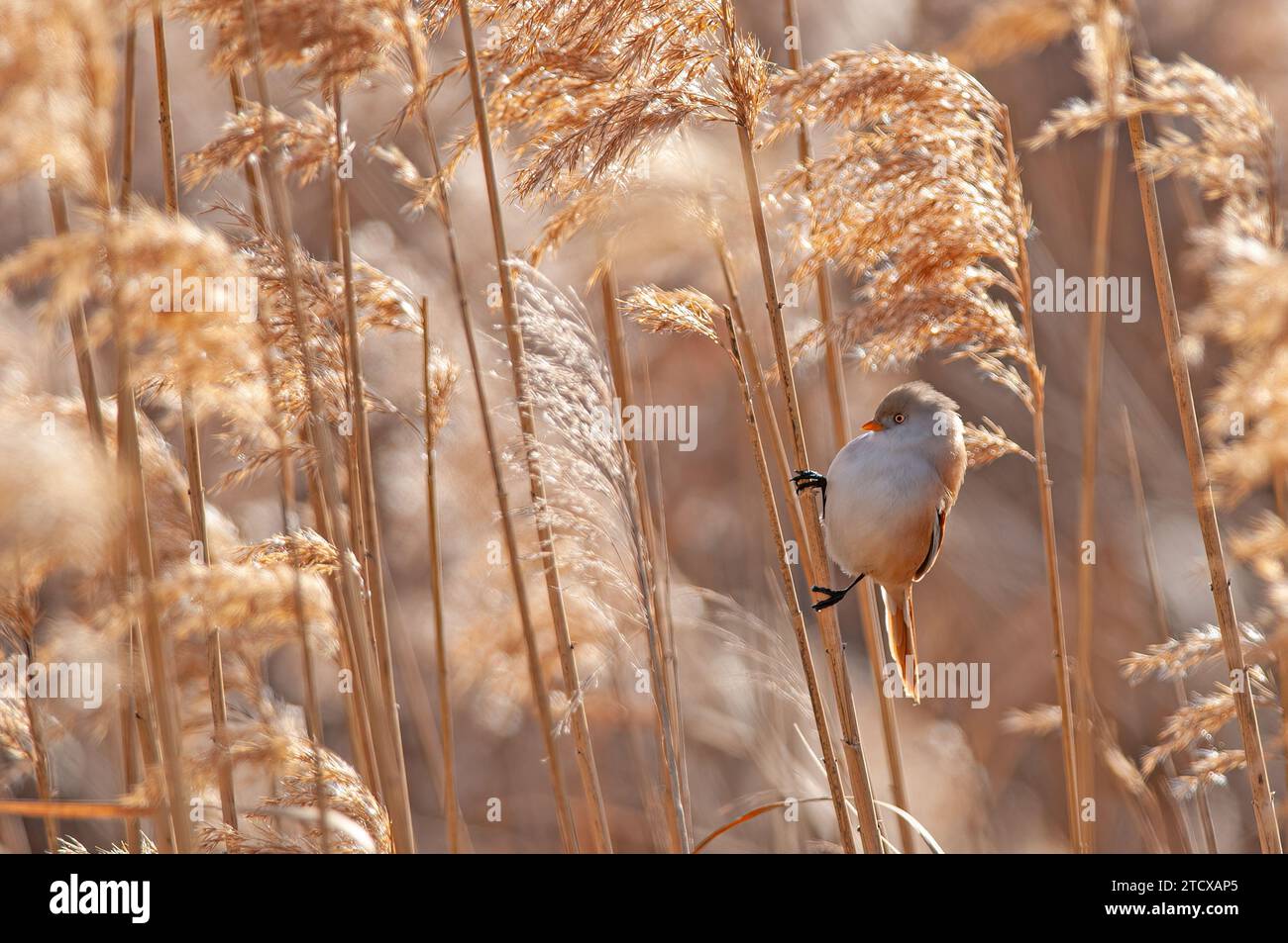 Female Bearded Reedling (Panurus biarmicus) in reeds, morning light ...