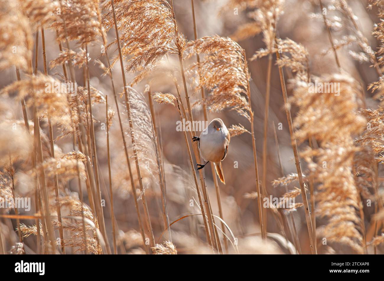 Female Bearded Reedling (Panurus biarmicus) in reeds, morning light ...