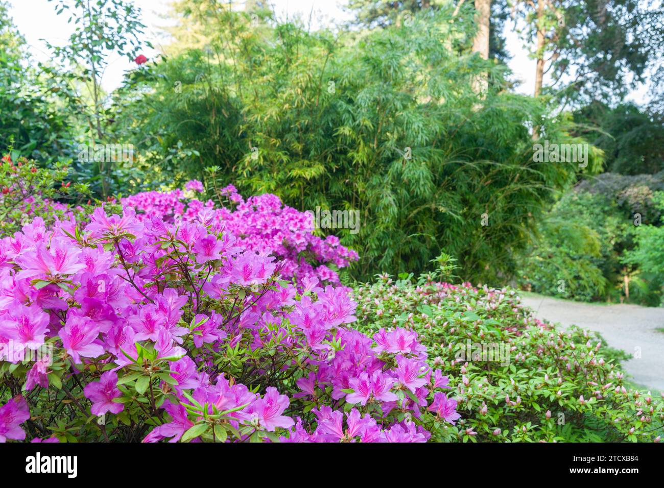 Azalea images hi-res stock photography and images - Alamy