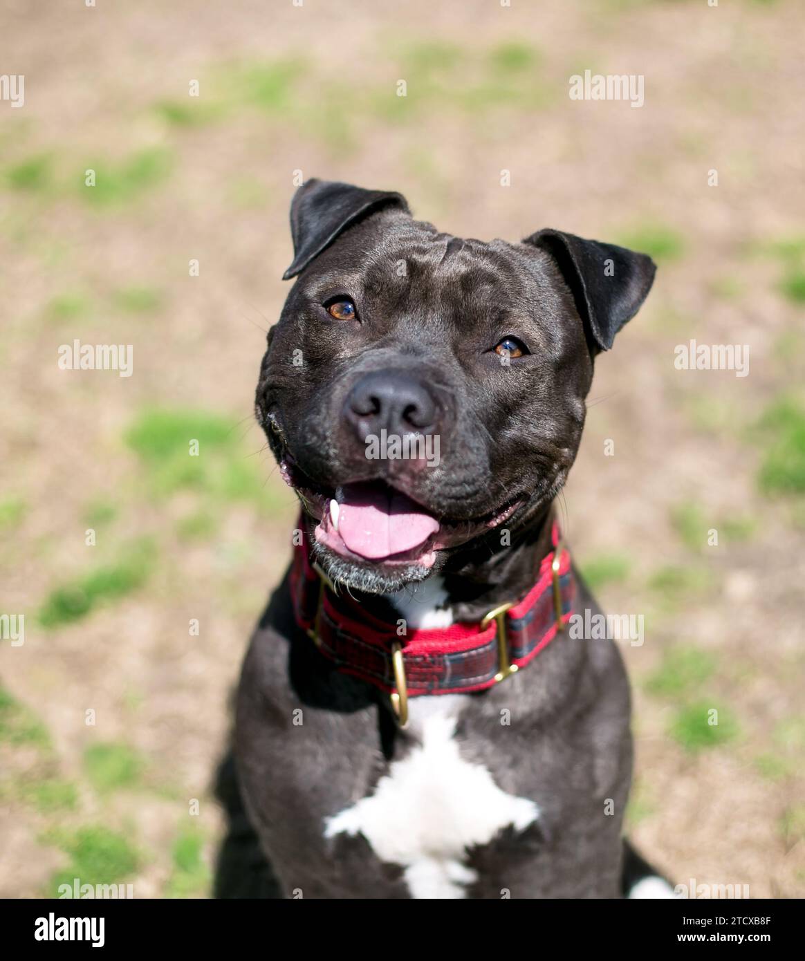 A black and white Staffordshire Bull Terrier mixed breed dog listening ...