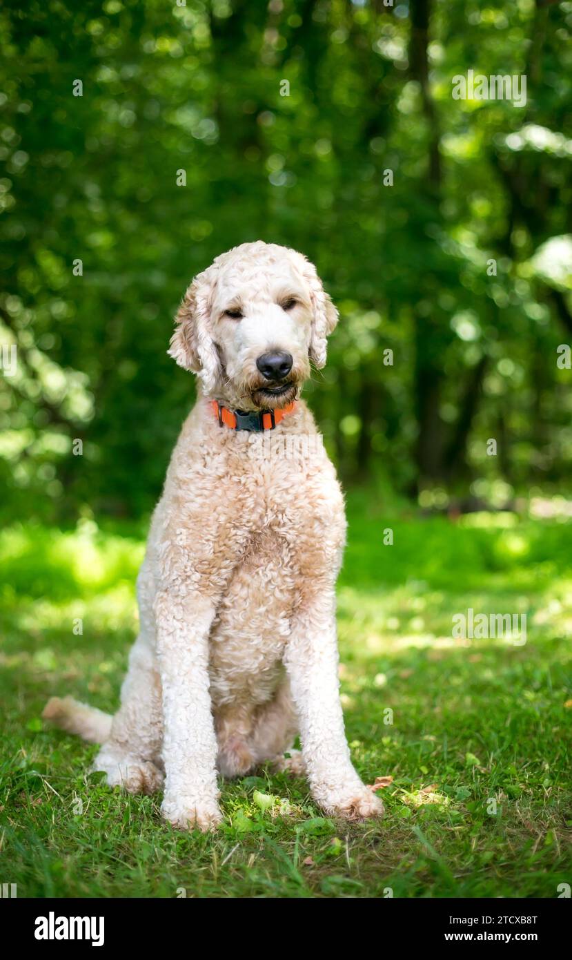 A Golden Retriever x Poodle mixed breed dog, also known as a ...