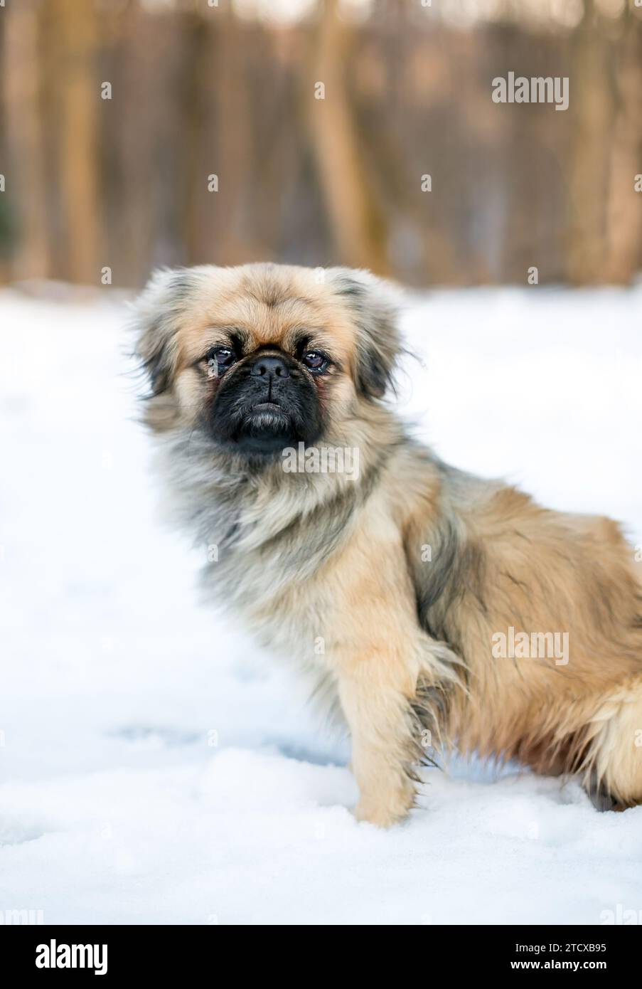 A Pekingese dog sitting outdoors in the snow with a grumpy expression ...