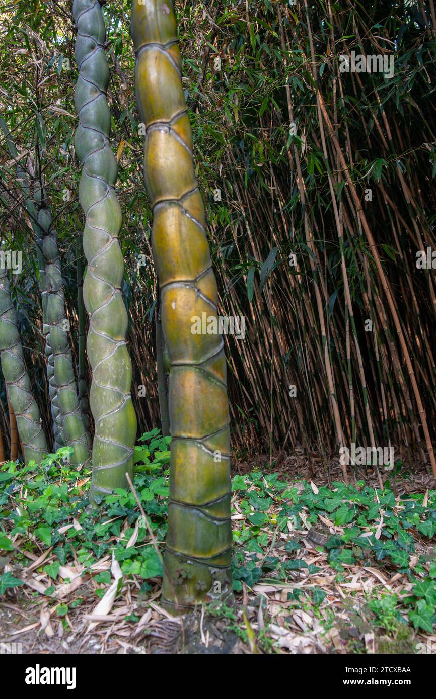 Tortoise shell bamboo unusual stem pattern in garden Stock Photo - Alamy