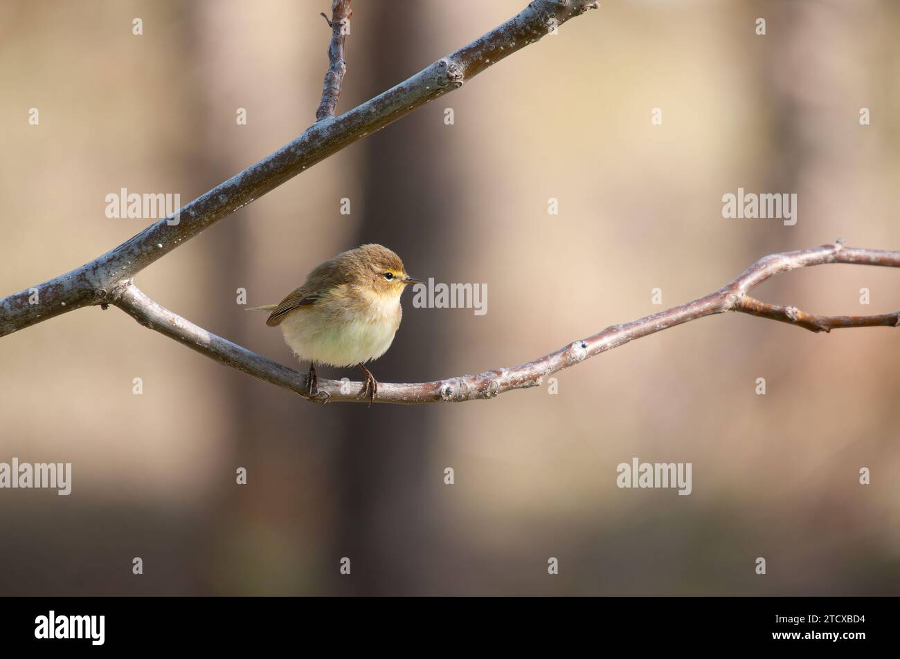 Common Chiffchaff (Phylloscopus collybita) standing on a tree branch. Small, pretty, songbird ...