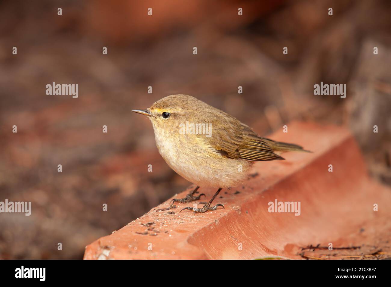Common Chiffchaff (Phylloscopus collybita) standing on the garden wall ...