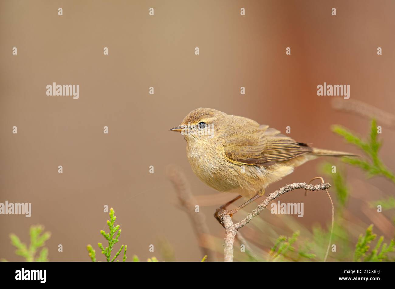 Common Chiffchaff (Phylloscopus collybita) standing on a tree branch ...
