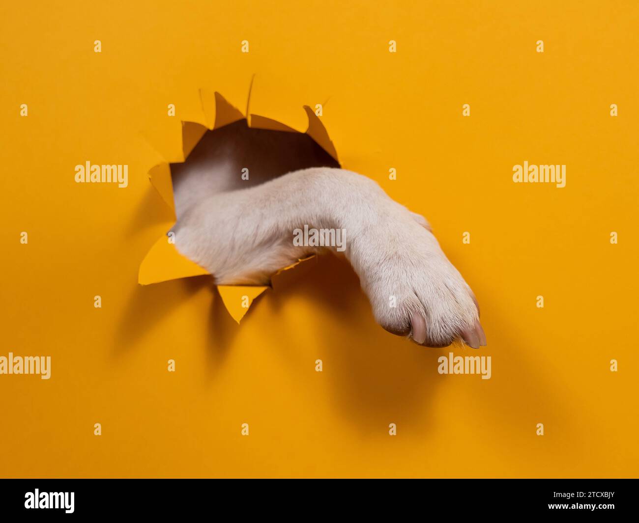 Dog jack russell terrier tore paw cardboard orange background Stock ...