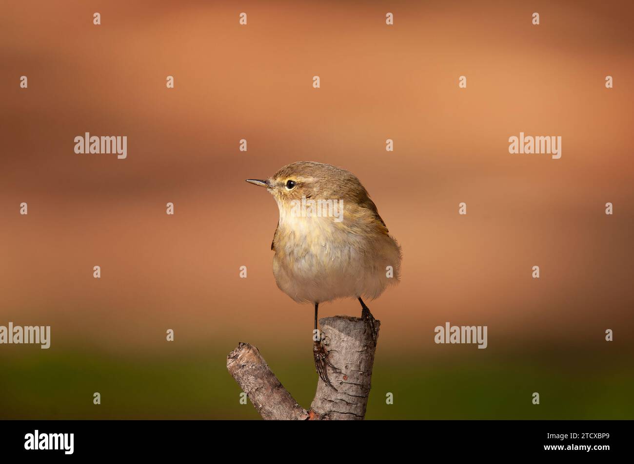 Common Chiffchaff (Phylloscopus collybita) standing on a tree branch ...