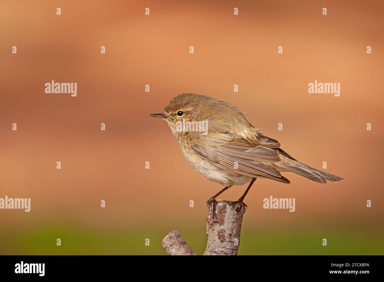Common Chiffchaff (Phylloscopus collybita) standing on a tree branch ...