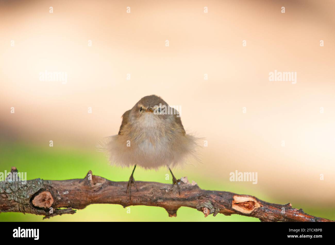 Common Chiffchaff (Phylloscopus collybita) on a branch, fluffing its ...