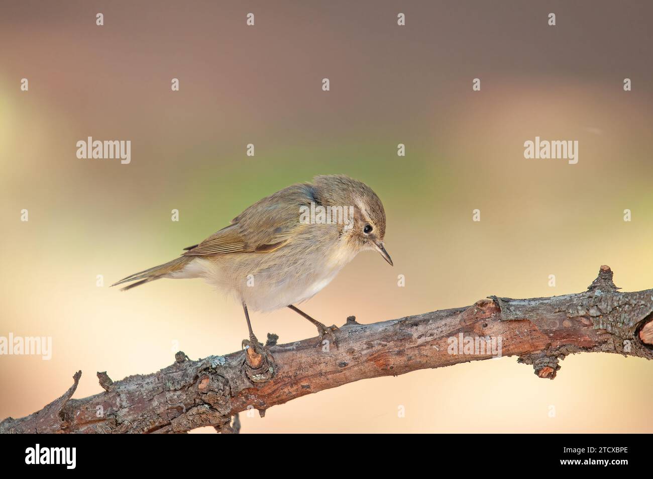 Common Chiffchaff (Phylloscopus collybita) standing on a tree branch ...