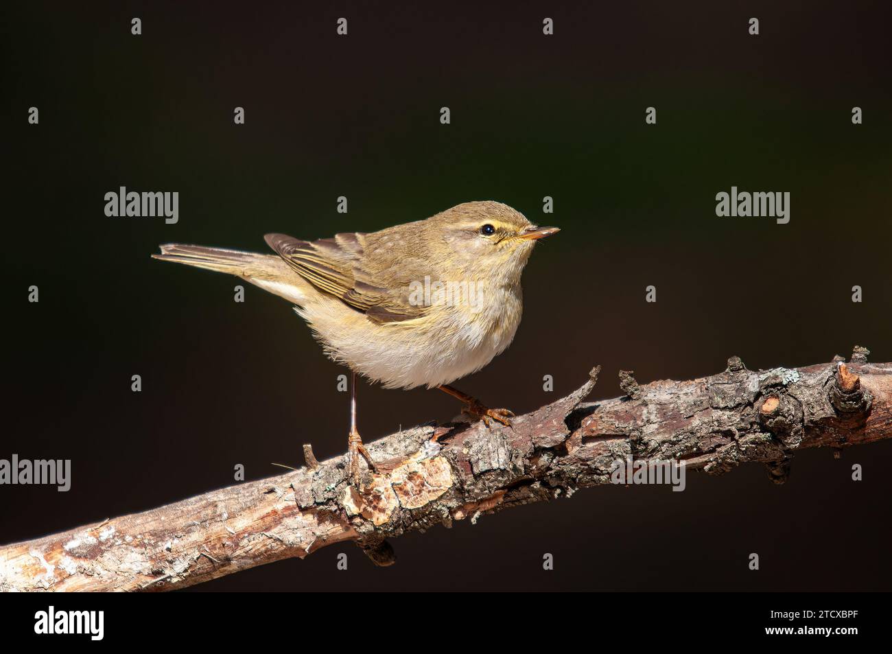 Common Chiffchaff (Phylloscopus collybita) standing on a tree branch. Small, pretty, songbird ...